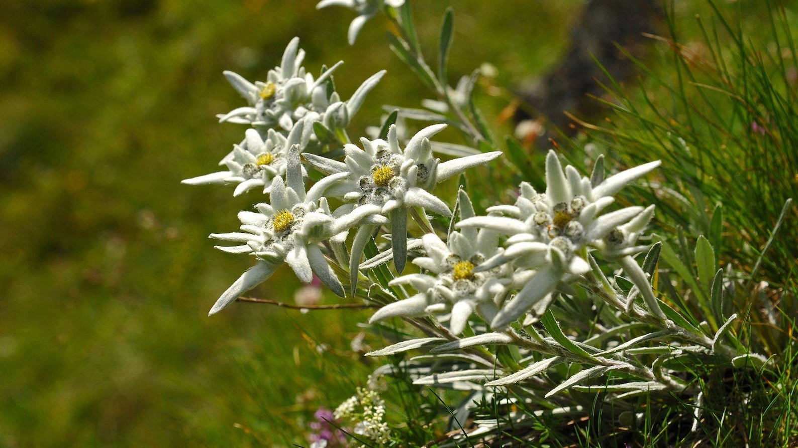 Edelweiss Seeds Leontopodium Alpinum Seeds Swiss Alps | Etsy
