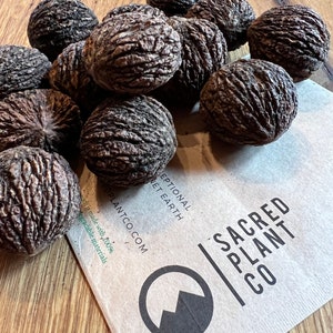 Black Walnut Tree Seeds | Walnut Tree Seeds | Northern Black Walnut ...