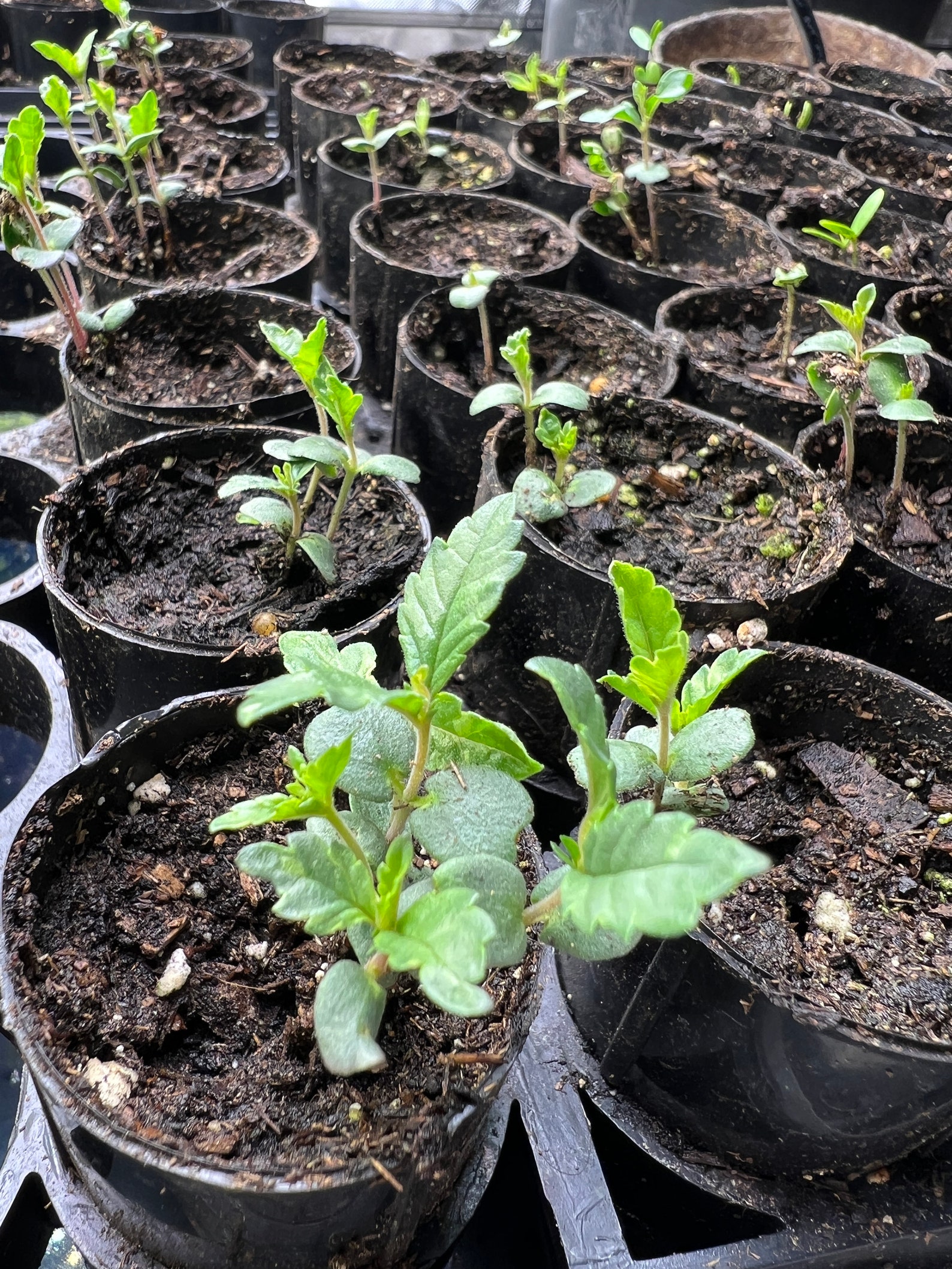 Siberian Elm Tree Seeds Chinese Elm Tree Seeds Dwarf Elm - Etsy