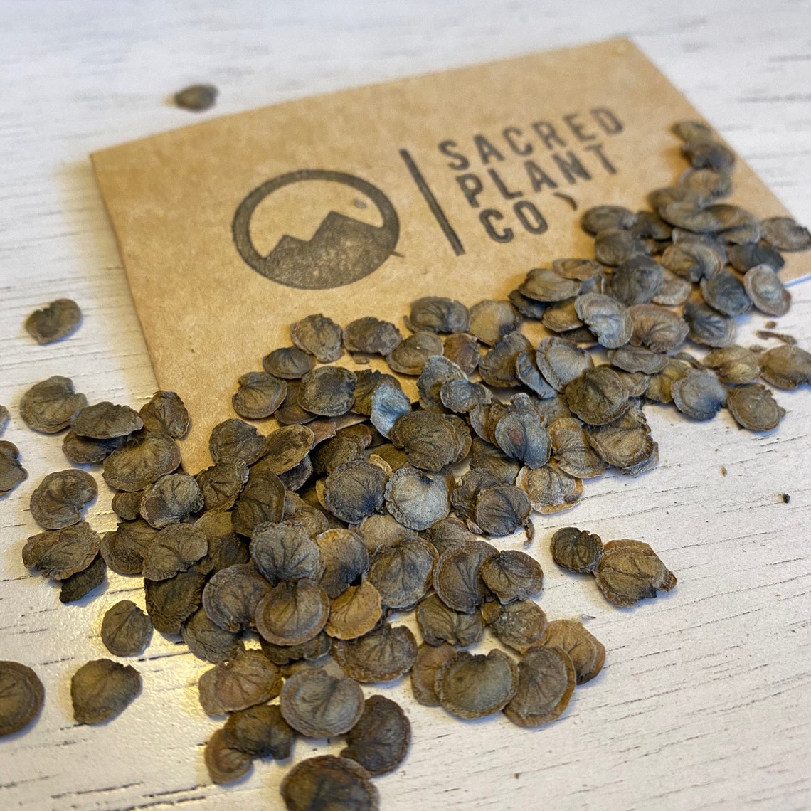 Money Plant Seeds Lunaria Biennis Seeds White Flower Money | Etsy