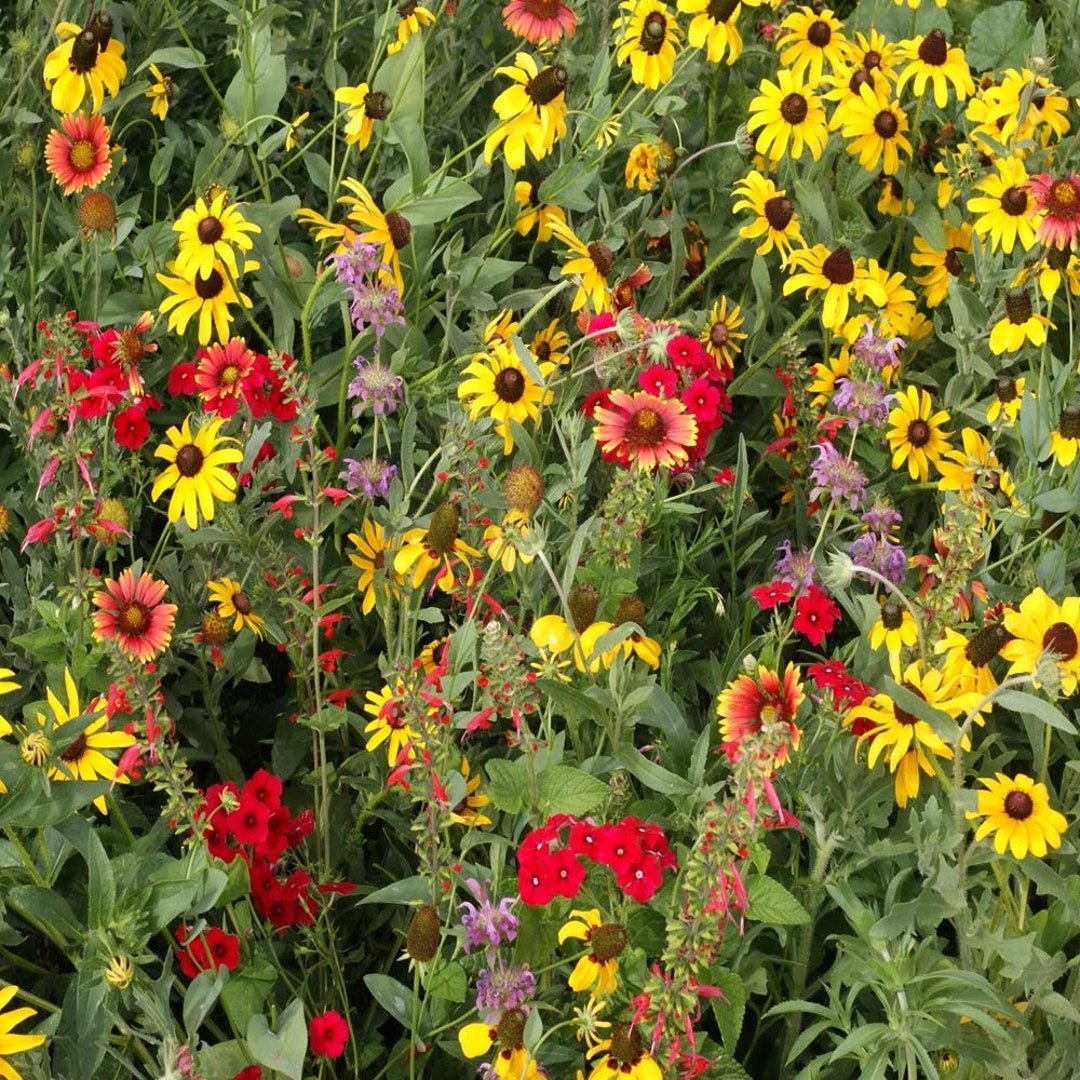 Texas Oklahoma Wildflower Seed Mix | Sacred Plant Co Texas Oklahoma ...