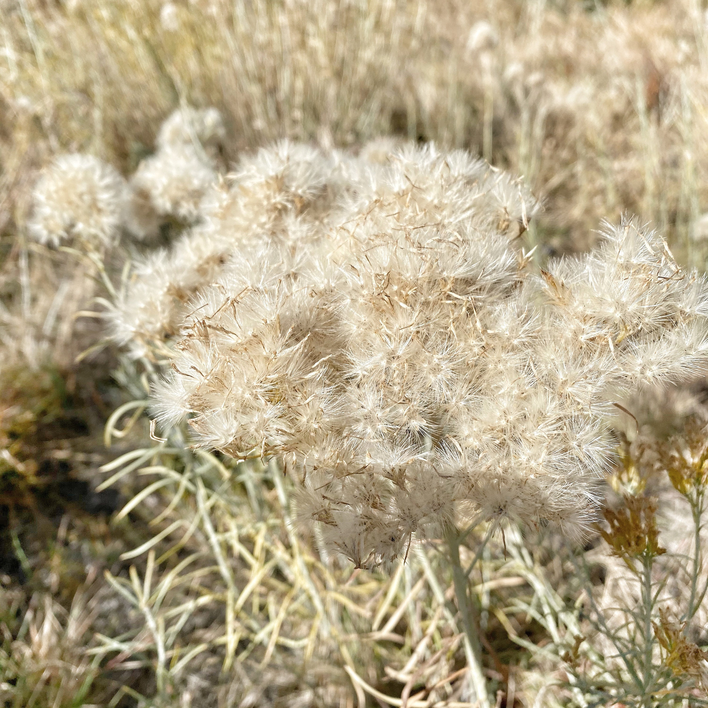 Rabbit Bush Seeds Bulk Rabbit Bush Seeds Rubber Raabbit - Etsy