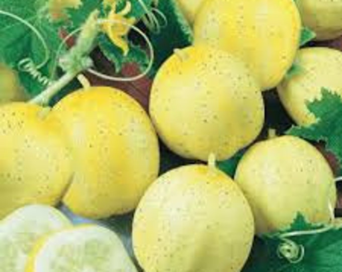 Lemon Cucumber Seeds Lemon Cuke Cucumber Seeds Lemon - Etsy