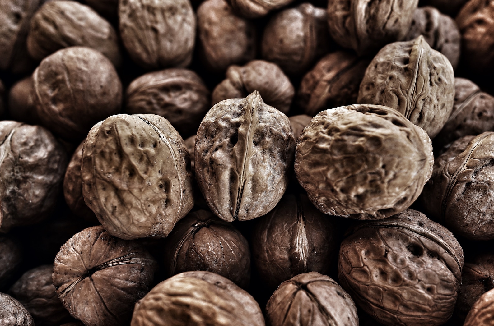 Black Walnut Tree Seeds Walnut Tree Seeds Northern Black | Etsy