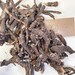 Osha Root Whole Osha Root Bear Root Chuchupate Root Colorado Cough Root ...