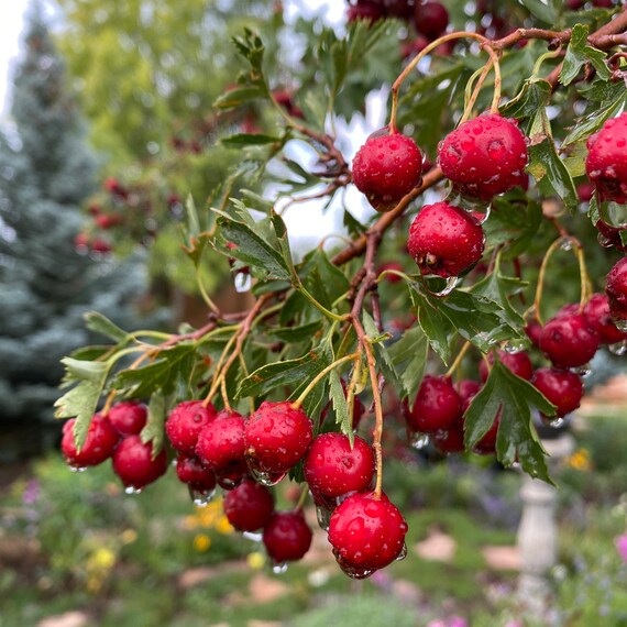 Hawthorn Tree Berries