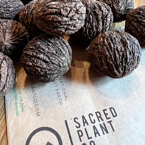 Black Walnut Tree Seeds | Walnut Tree Seeds | Northern Black Walnut ...