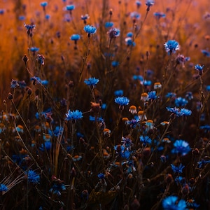 Tall Blue Cornflower Seeds | Bachelor Button Seeds | Cornflower Seeds ...