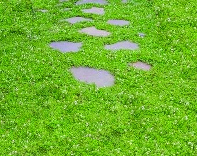 Creeping Speedwell Seeds | Speedwell Seeds | Veronica Repens Seeds ...