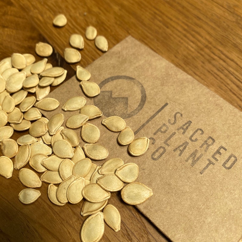 Mini Kabocha Seeds Kurinishiki Seeds Mini Kabocha Squash | Etsy