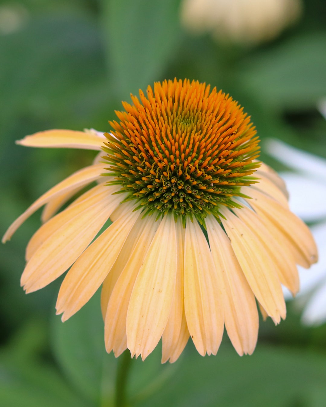 Orange Coneflower Seeds Echinacea Seeds Orange Echinacea - Etsy