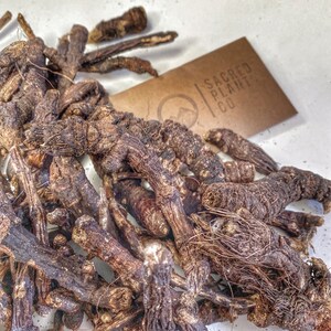 Osha Root Whole Osha Root Bear Root Chuchupate Root Colorado Cough Root ...
