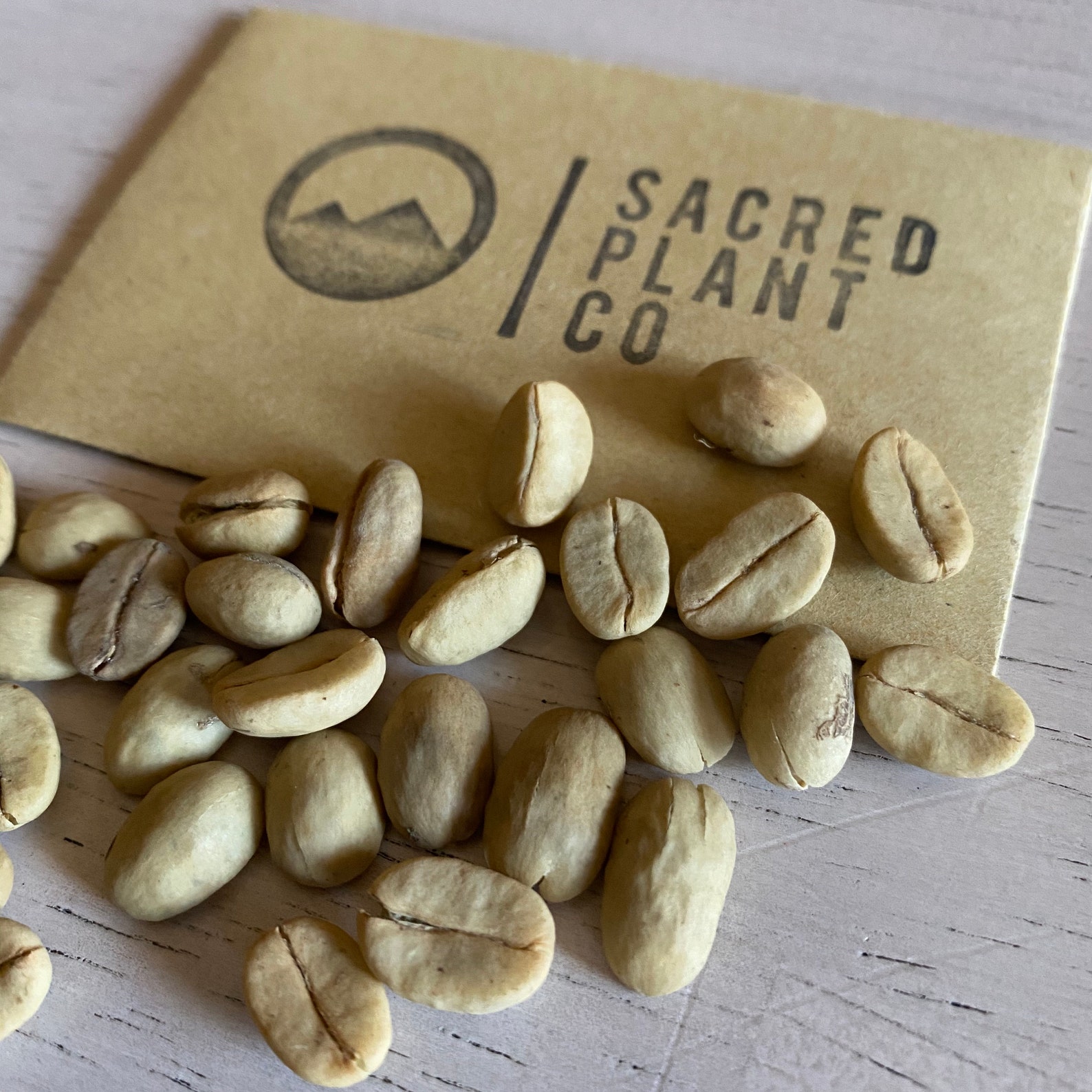 Coffee Seeds Coffea Arabica Seeds Coffee Plant Seeds - Etsy