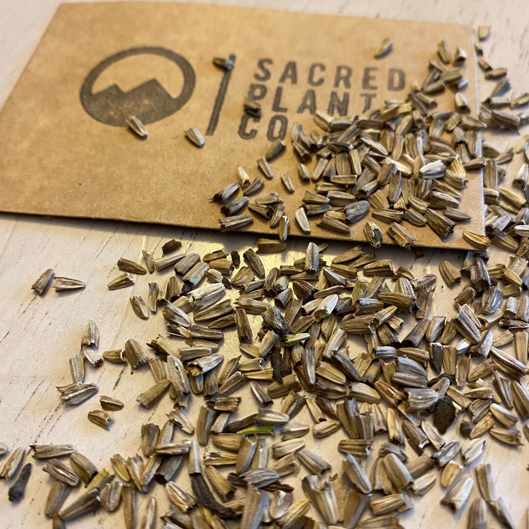 Purple Coneflower Seeds Echinacea Seeds Echinacea Purpurea Seeds Cone ...