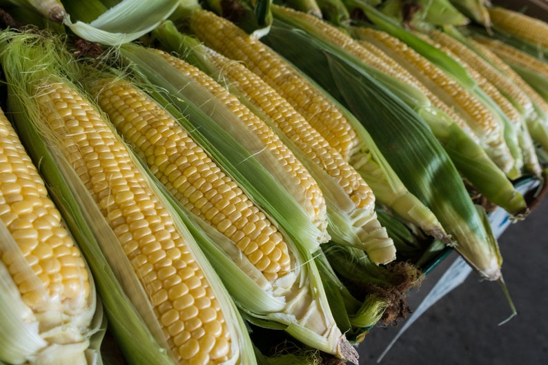 Kandy Korn Hybrid Yellow Sweet Corn Seeds Sweet Corn Seeds - Etsy