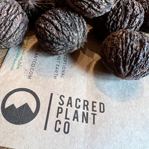 Black Walnut Tree Seeds | Walnut Tree Seeds | Northern Black Walnut ...