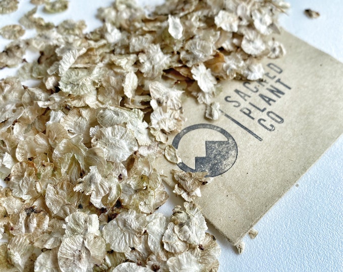 Siberian Elm Tree Seeds | Chinese Elm Tree Seeds | Dwarf Elm Tree Seeds ...