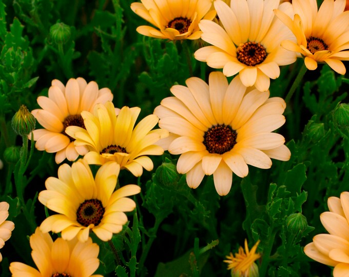 Salmon African Daisy Seeds | Dimorphotheca Sinuata Salmon ...
