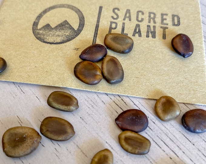 Palo Verde Tree Seeds | Live Palo Verde Tree Seeds | Drought Resistant ...