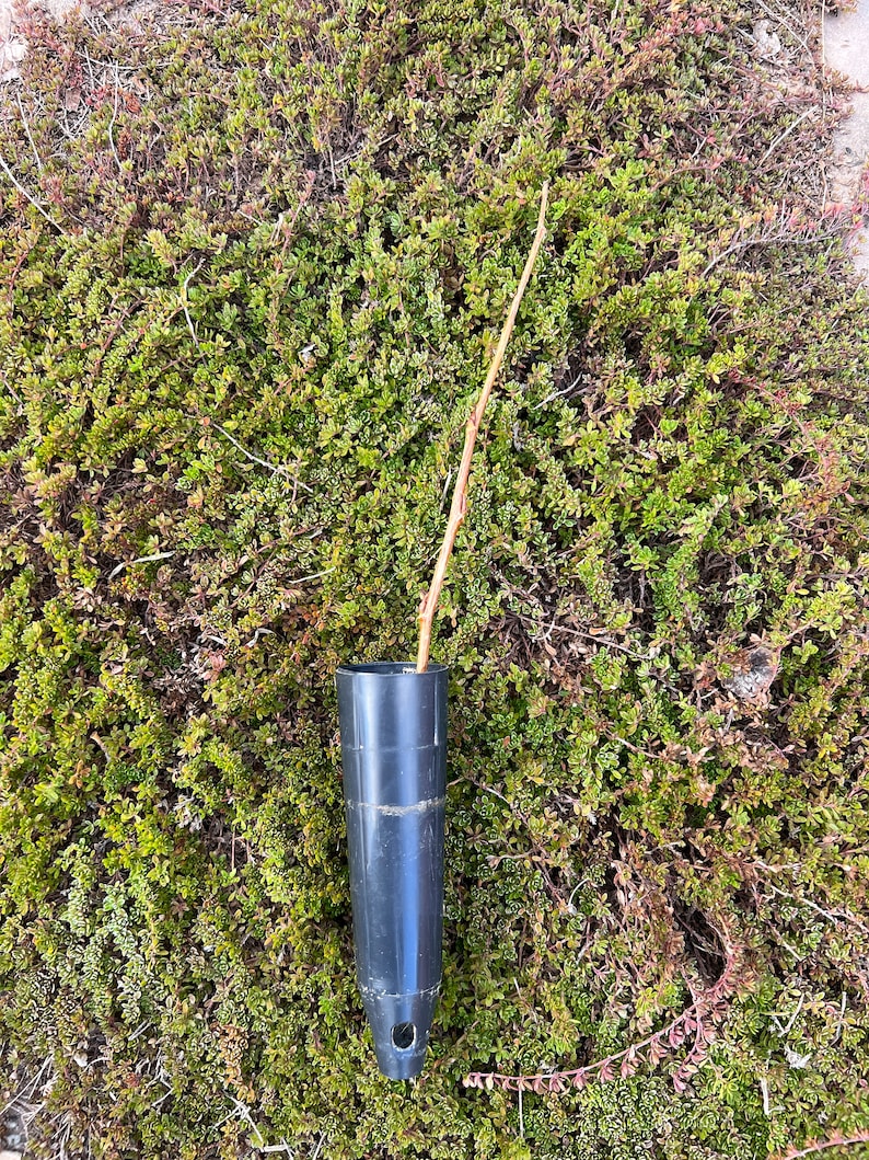 Quaking Aspen Tree Seeds Aspen Tree Seeds Aspen Trees | Etsy