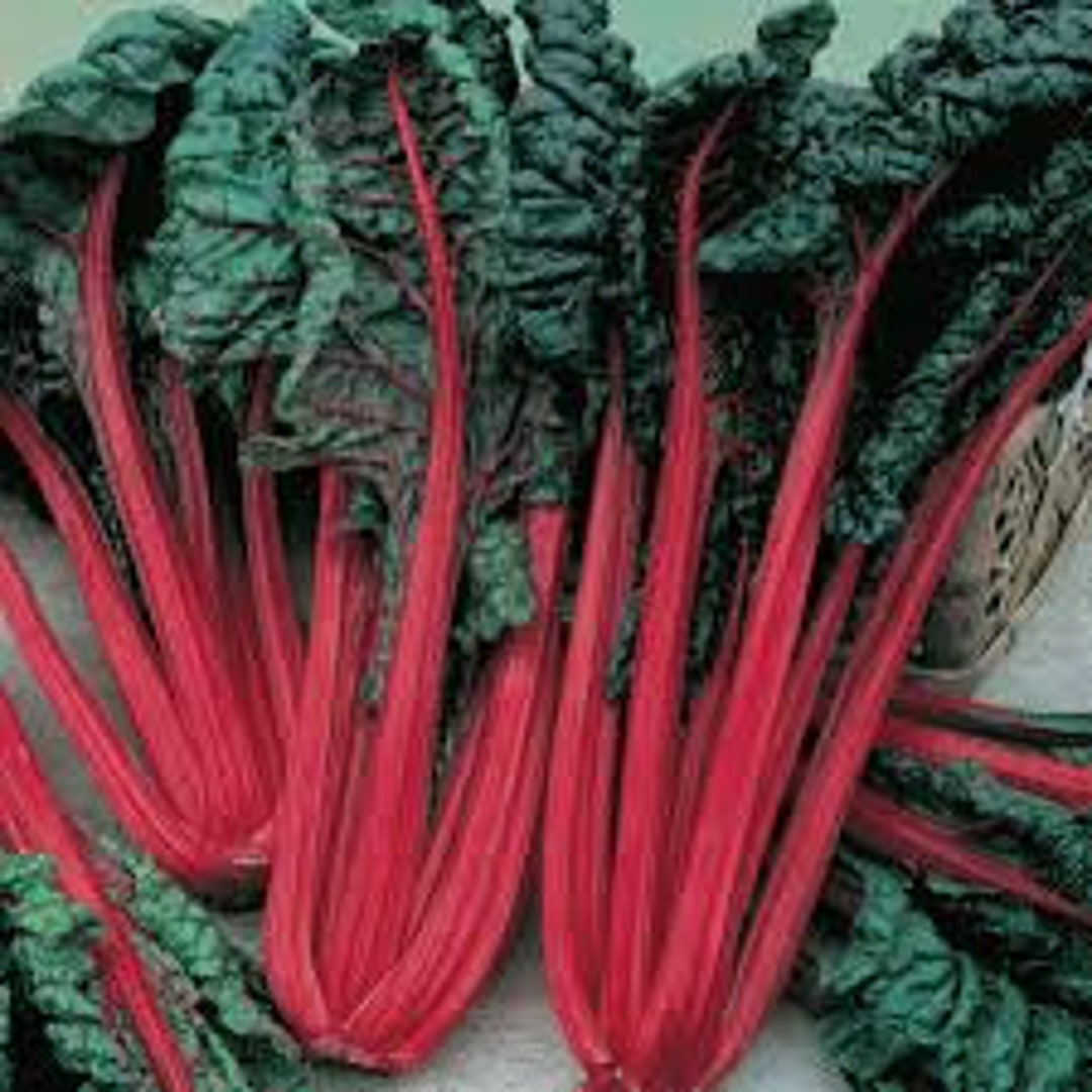 Ruby Red Swiss Chard Seeds | Swiss Chard Seeds | - Etsy
