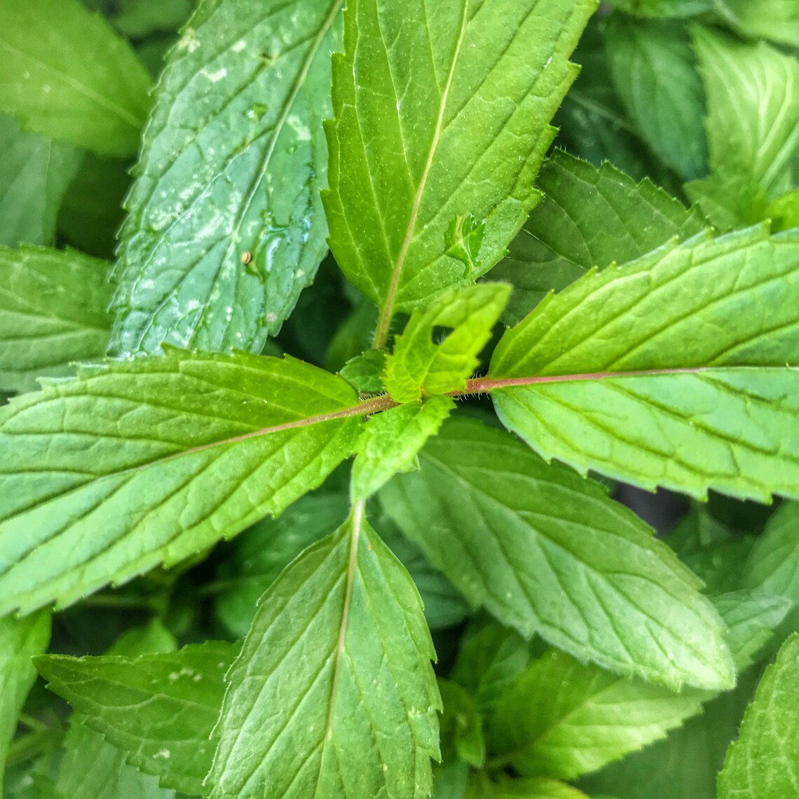 Bulk Peppermint Herb 1LB Organic Peppermint Leaves | Etsy