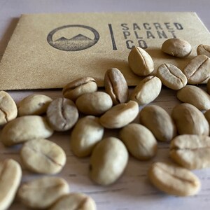 Coffee Seeds Coffea Arabica Seeds Coffee Plant Seeds - Etsy