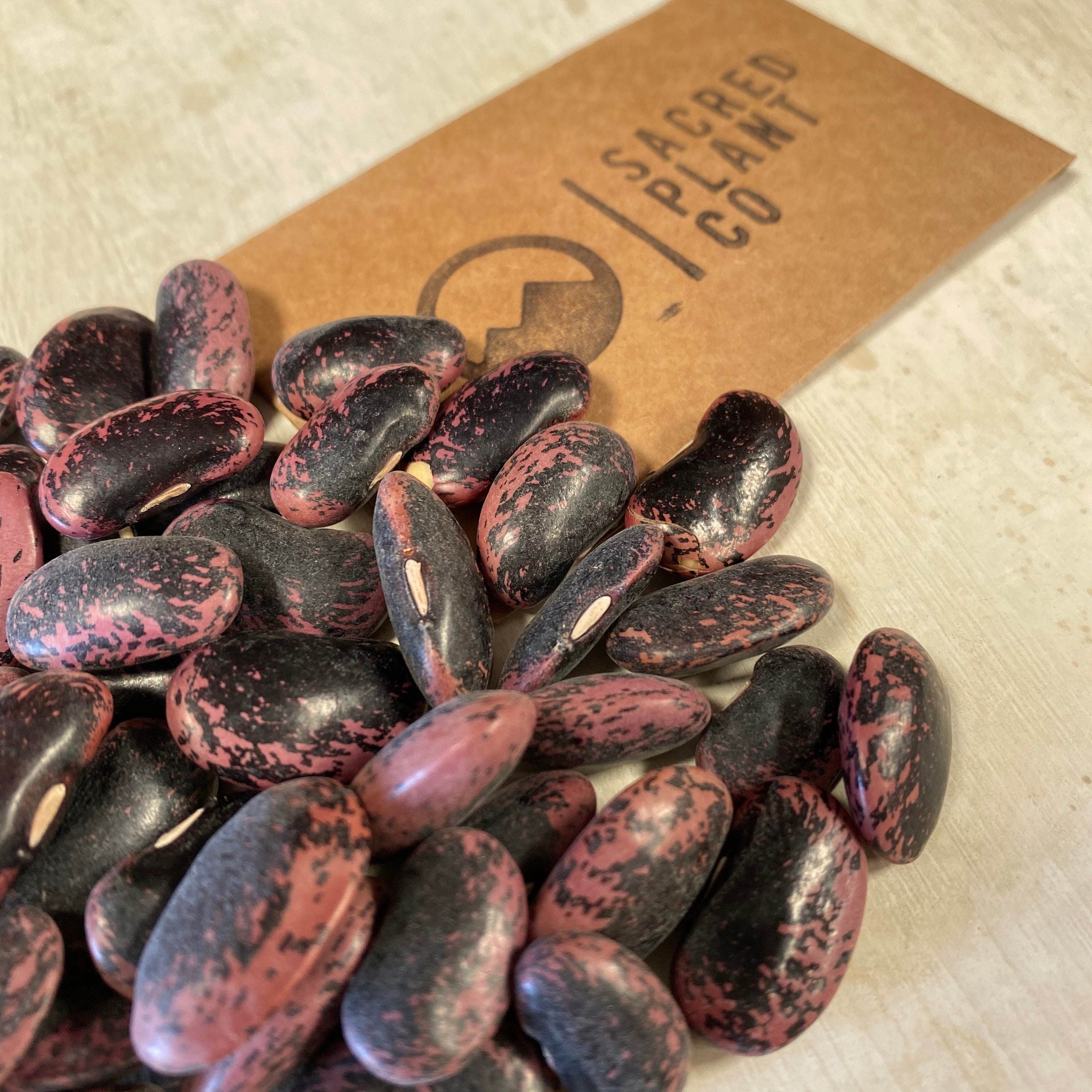 Scarlet Runner Bean Seeds Phaseolus Coccineus Runner Beans | Etsy UK