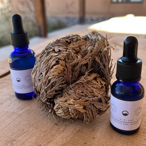 Resurrection Plant Extract | Resurrection Plant Tincture | Selaginella ...