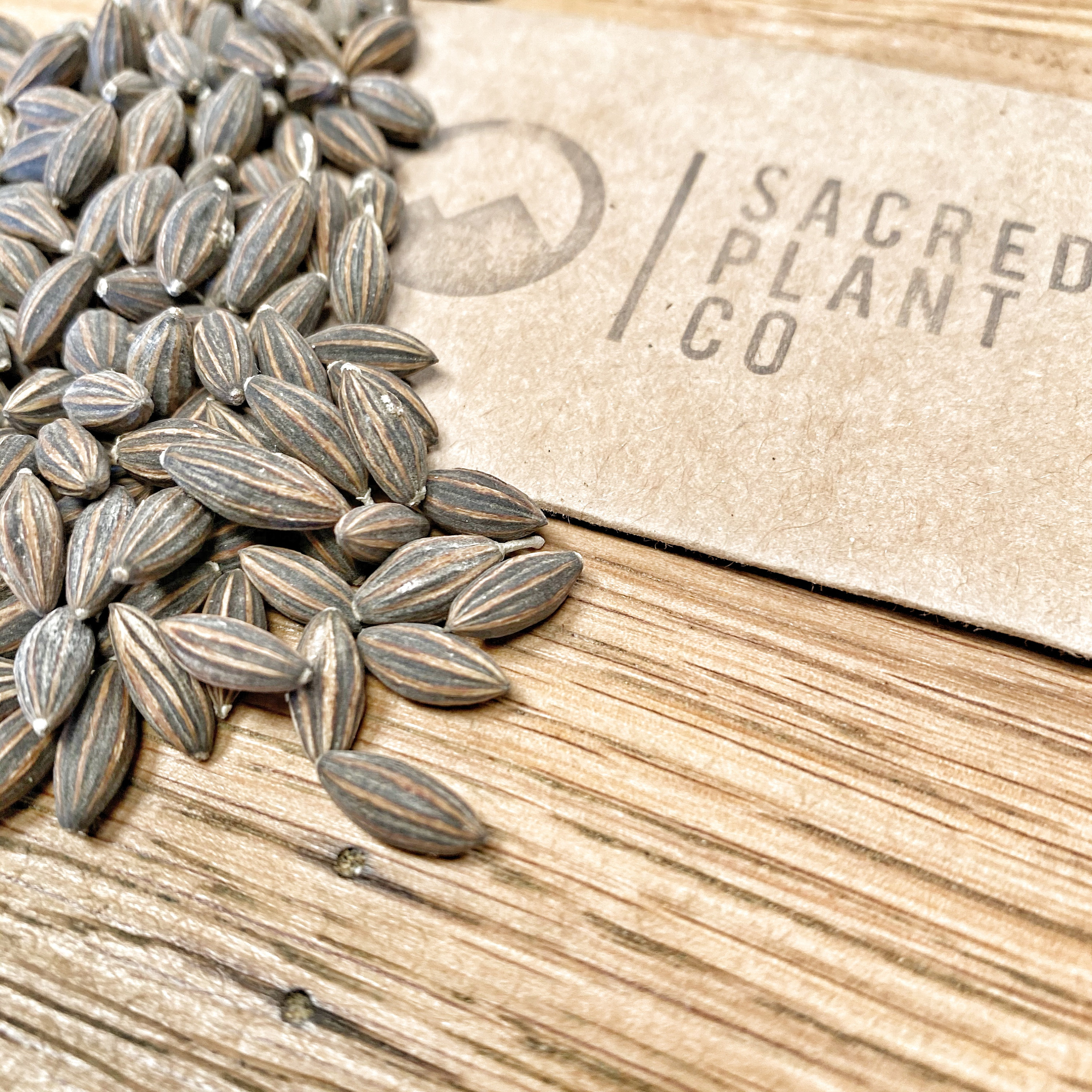 Silverberry Seeds American Silverberry Seeds Wolf-willow - Etsy