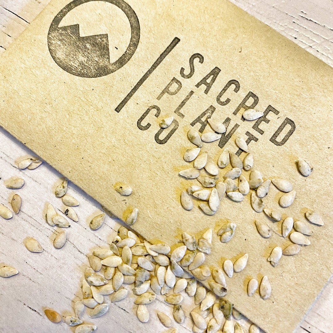 Graines de melon souris Graines de concombre cornichon aigre mexicain ...