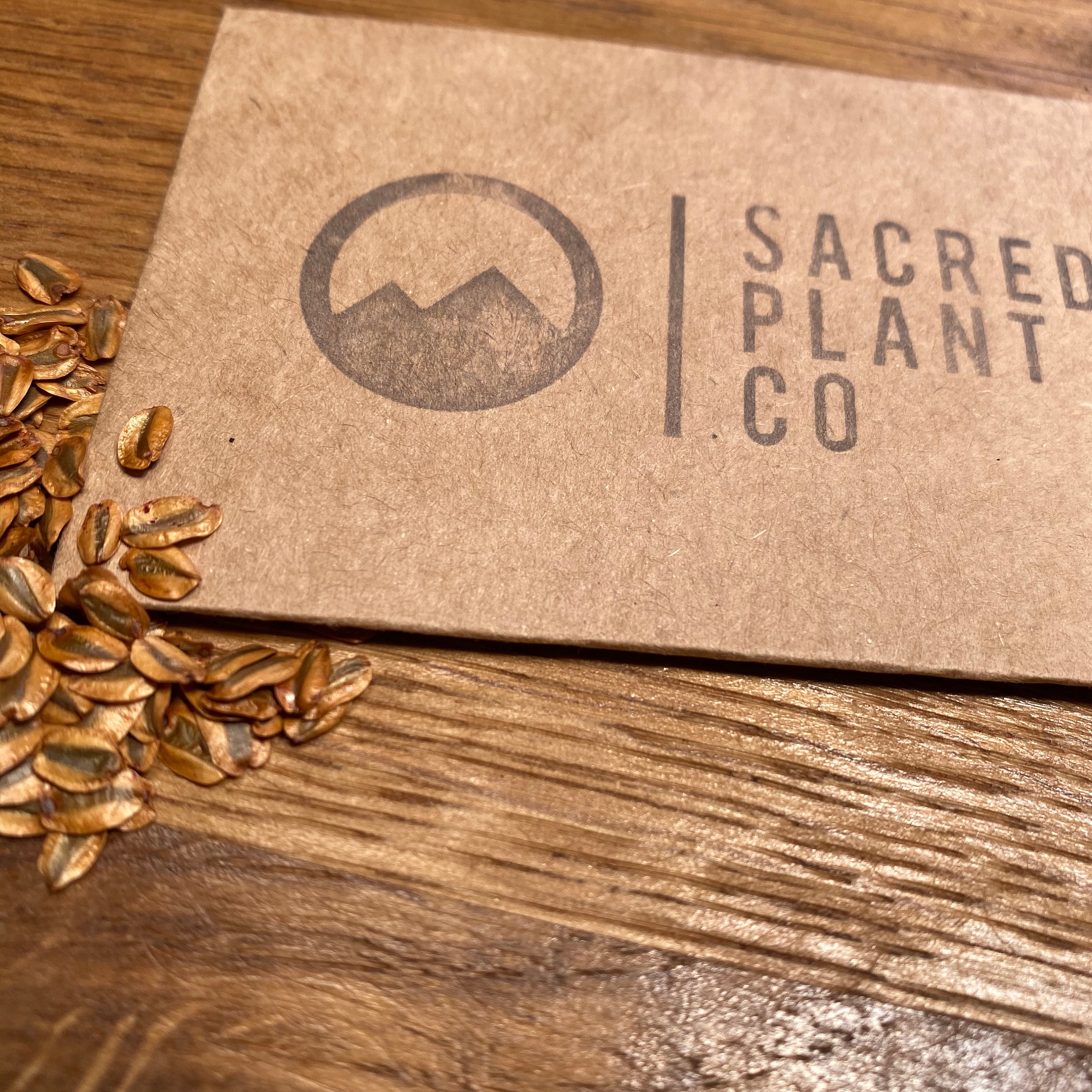 Giant Sequoia Redwood Tree Seeds Redwood Tree Seeds Giant | Etsy Canada