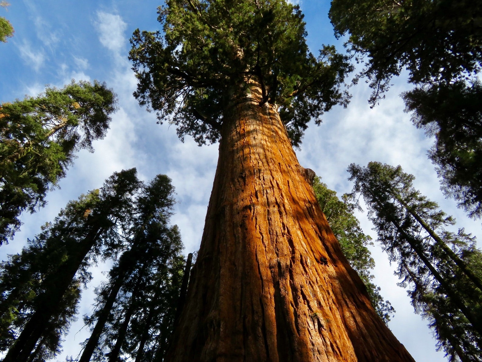 Giant Sequoia Redwood Tree Seeds Redwood Tree Seeds Giant - Etsy