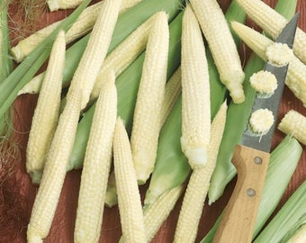 Baby Corn Seeds - Etsy