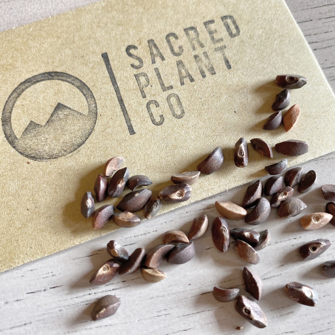 Indian Gooseberry Seeds | Amla Tree Seeds | Indian Goose Berry Seeds ...