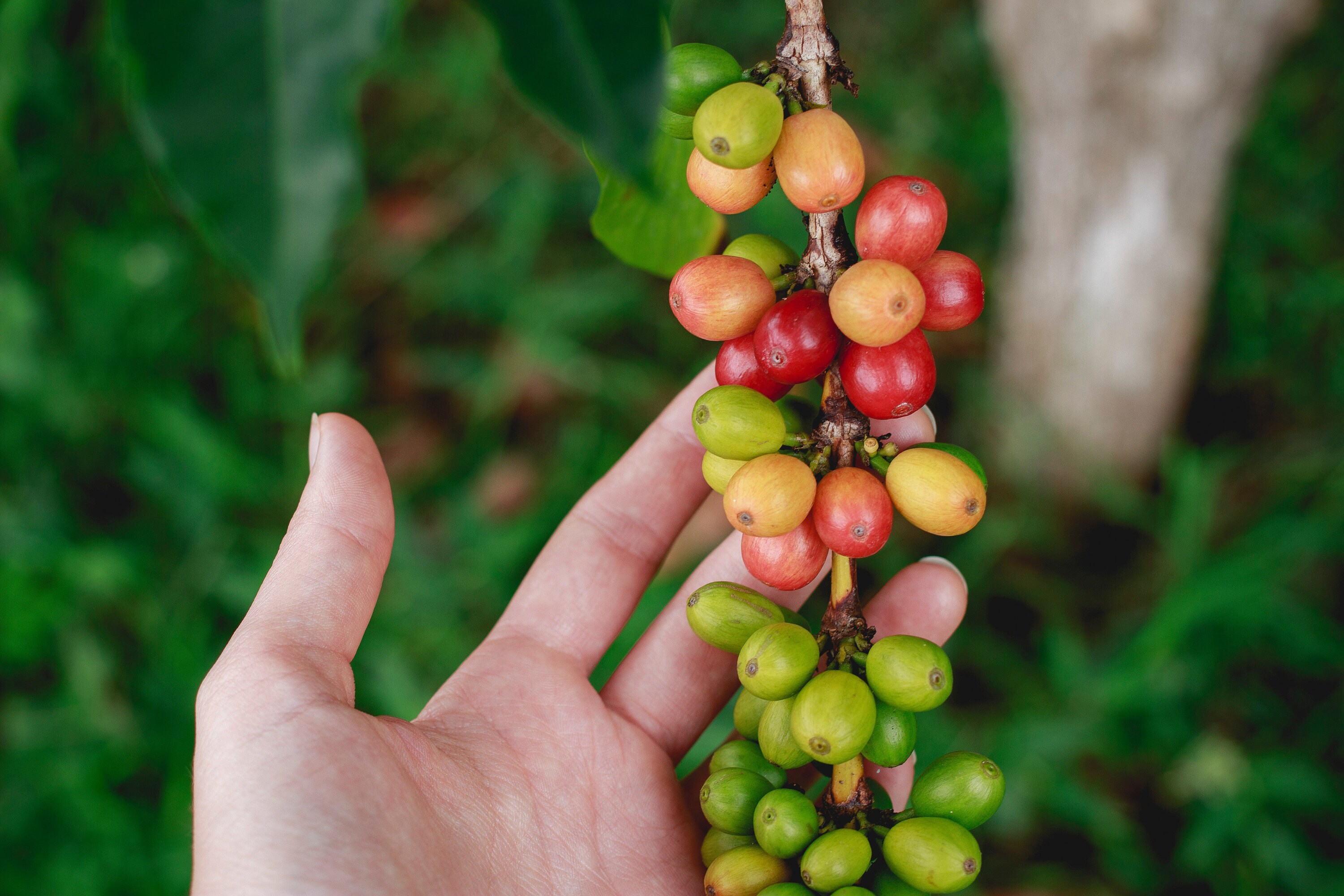 Coffee Seeds Coffea Arabica Seeds Coffee Plant Seeds - Etsy
