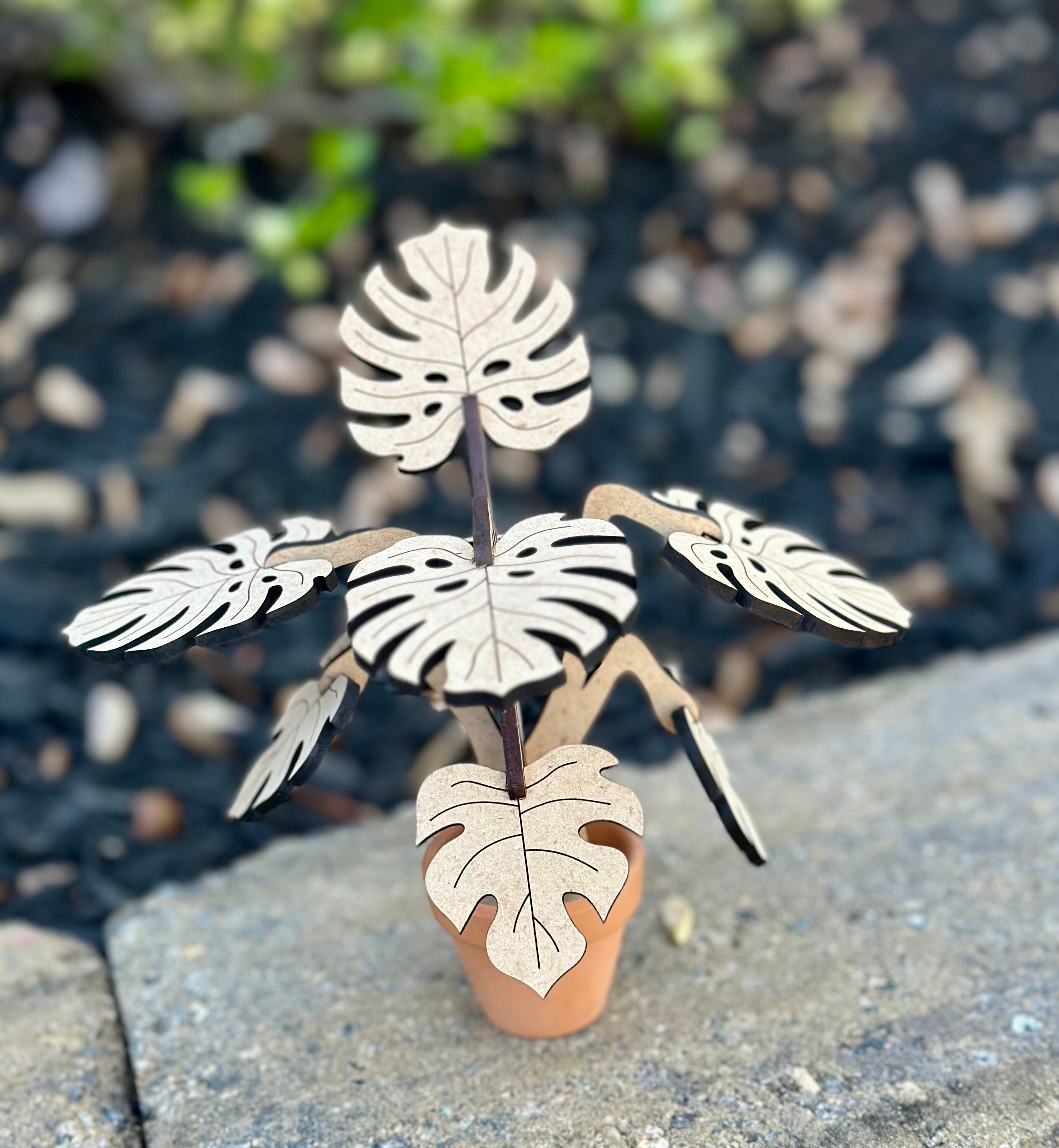 Monstera Plant Diy Kit - Etsy