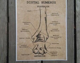 Humerus Labeled Diagram