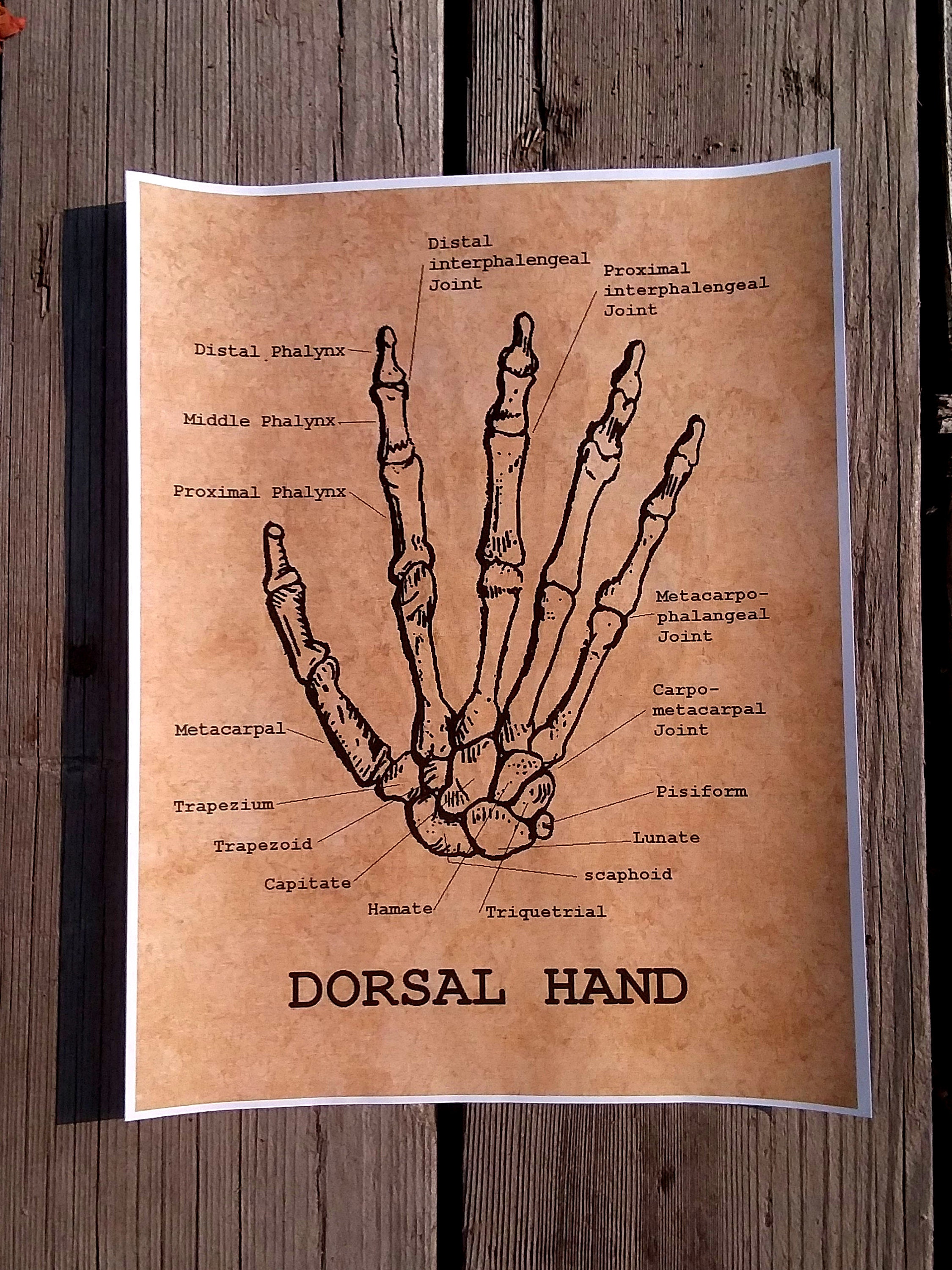 Labeled Dorsal Human Hand Bone Anatomy Wall Art JPEG Download - Etsy