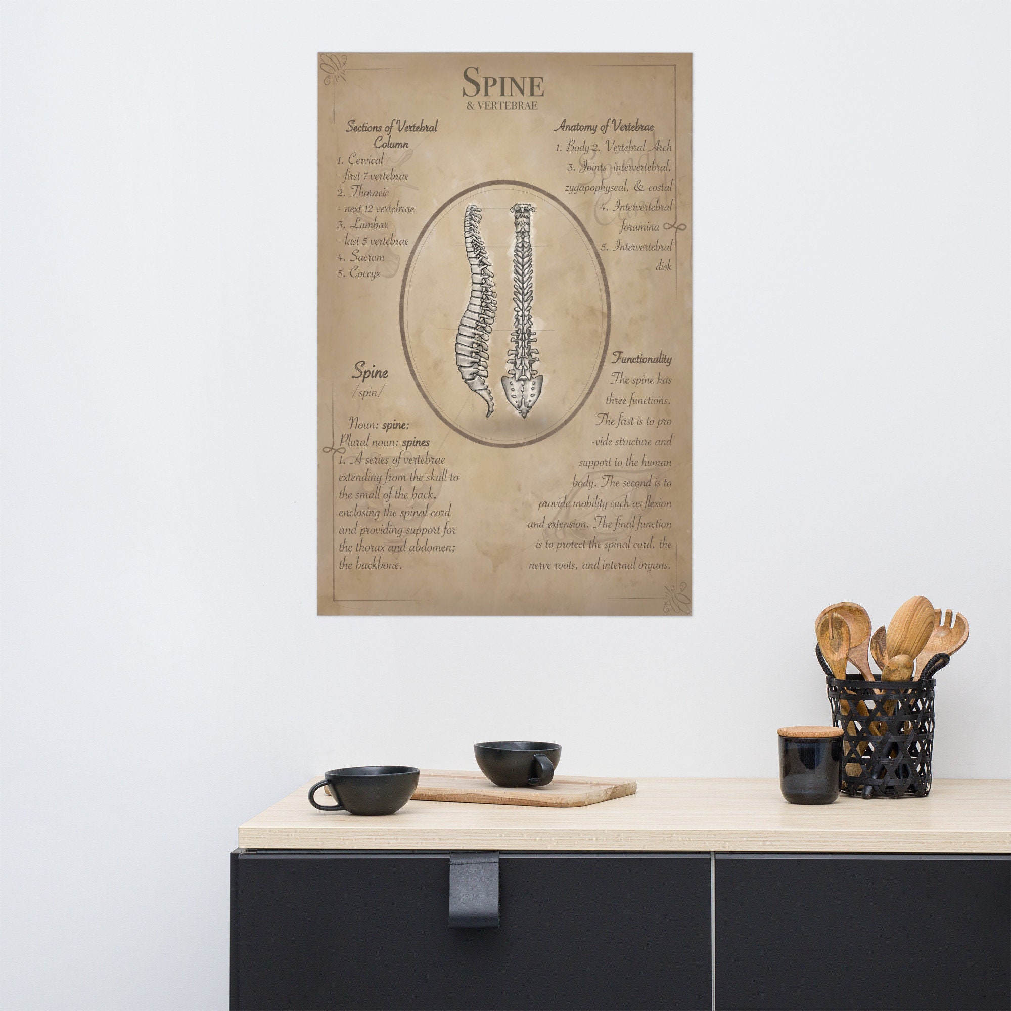 Spine Anatomy Poster Bones Medical Doctor Student Nurse - Etsy