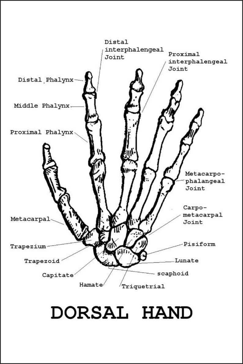 Labeled Dorsal Human Hand Bone Anatomy Wall Art JPEG Download - Etsy