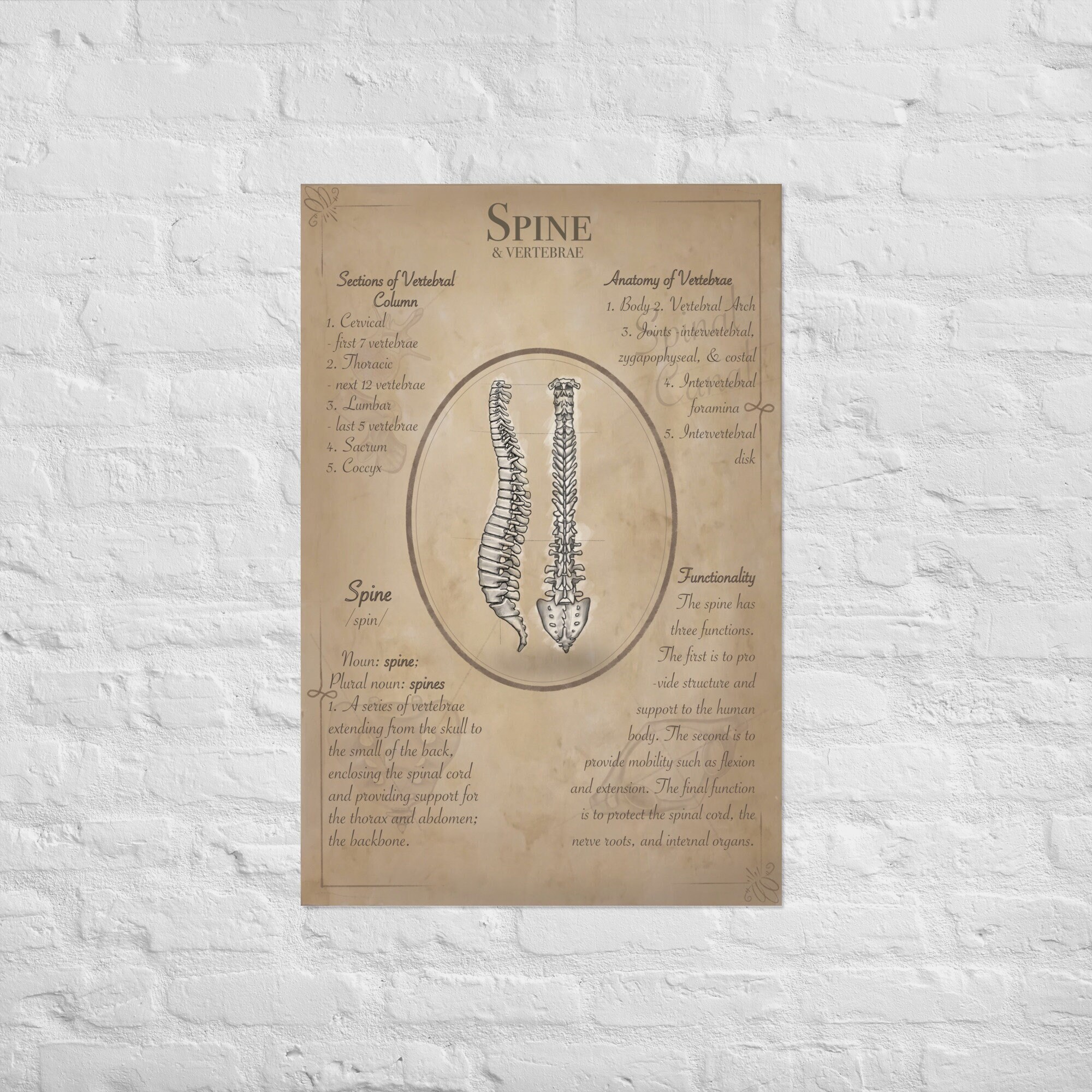 Spine Anatomy Poster Bones Medical Doctor Student Nurse - Etsy