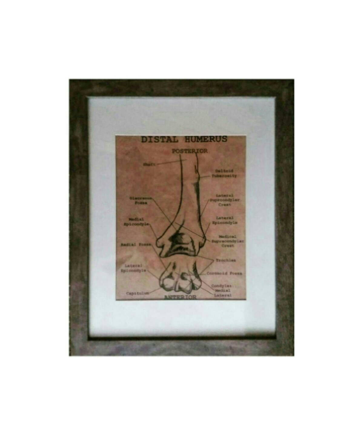Labeled Humerus Bone