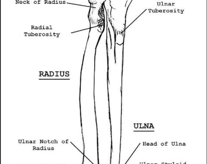 Labeled Human Forearm Radius and Ulna Bone Anatomy Wall Art JPEG ...