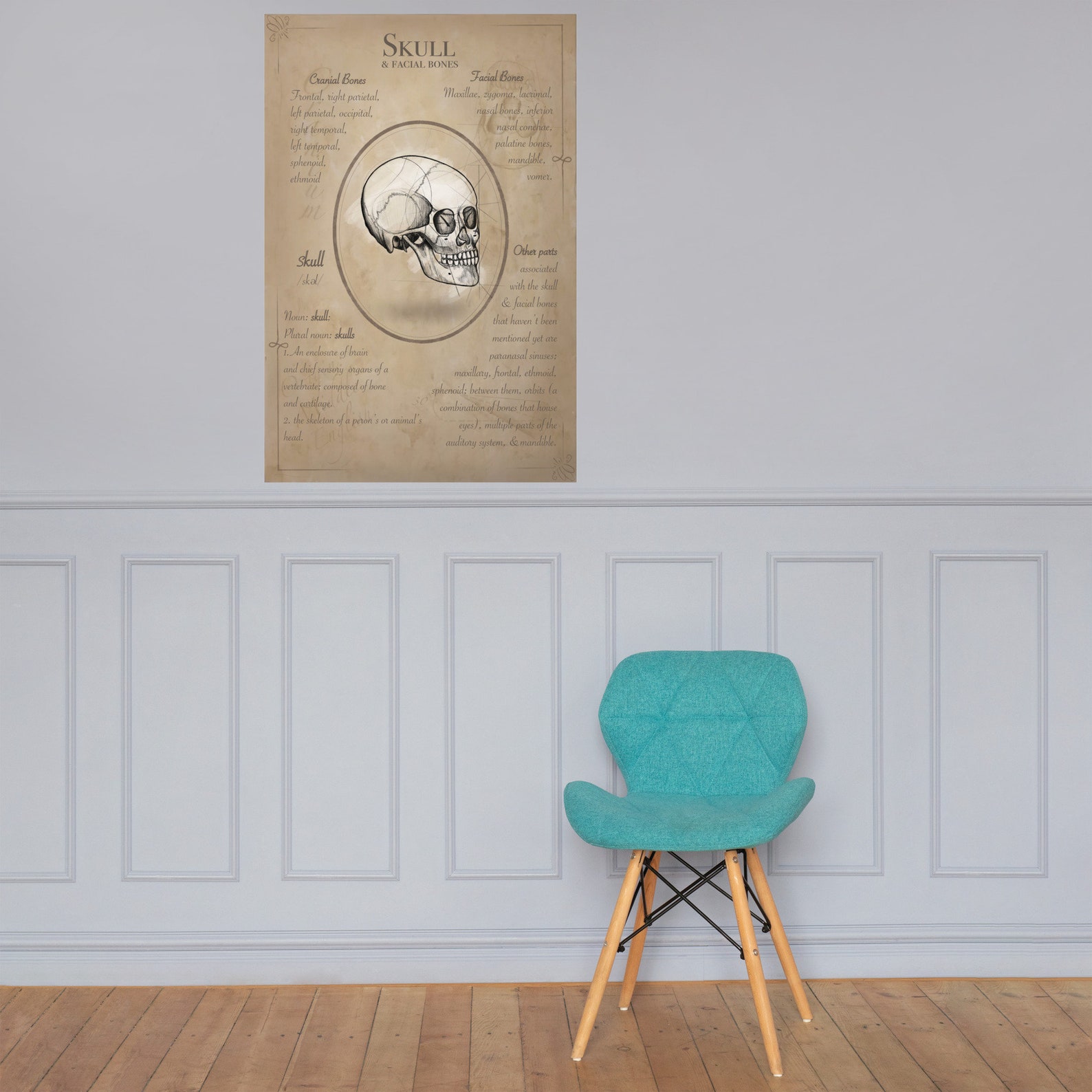 Skull Anatomy Poster Bones Medical Doctor Student Nurse - Etsy