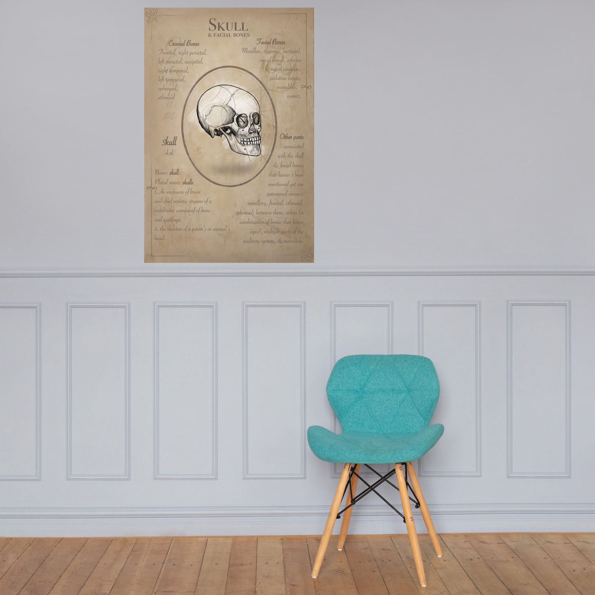 Skull Anatomy Poster Bones Medical Doctor Student Nurse - Etsy