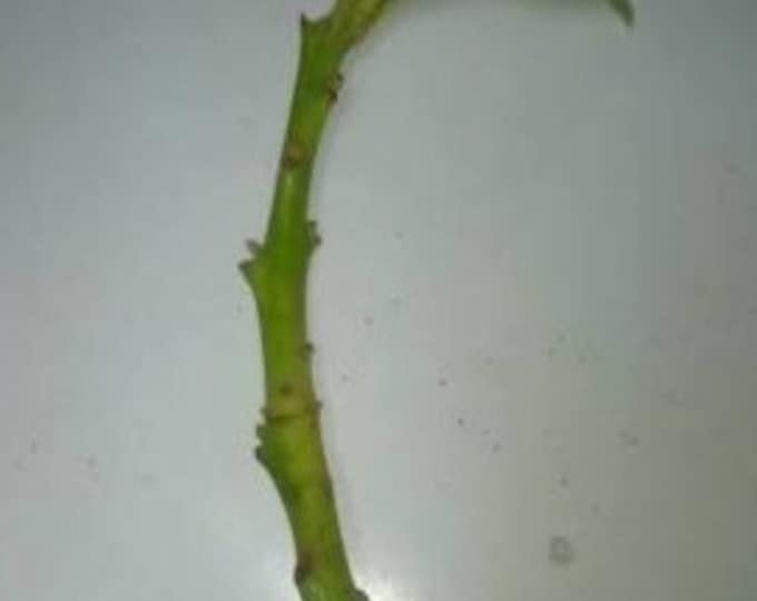 Avocado Tree Cuttings 5 Scions Fresh Cut and Organic 15” Long Message ...