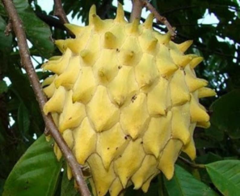 5 Rollinia Deliciosa Seeds Biriba Rollinia Mucosa Rare Tropical Fruit ...