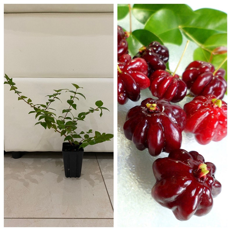 Surinam Sherry Tree Plant Perfect for Bonsai Tree and Have | Etsy