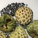Annona Squamosa, Anon, Sugar Apple Seeds. - Etsy